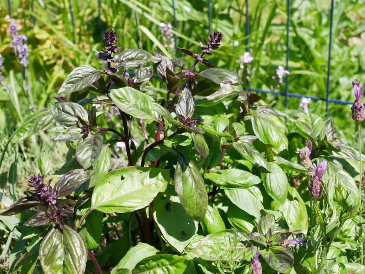 Basilicum - Diana's mooie moestuin