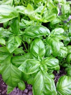 Basilicum - Diana's mooie moestuin