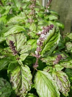 Basilicum - Diana's mooie moestuin