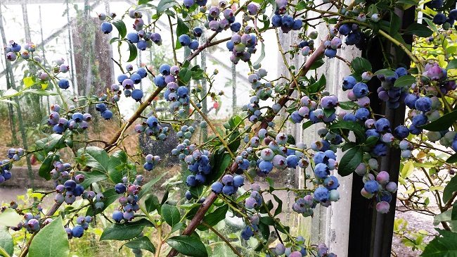 Blauwe Bes - Diana's mooie moestuin