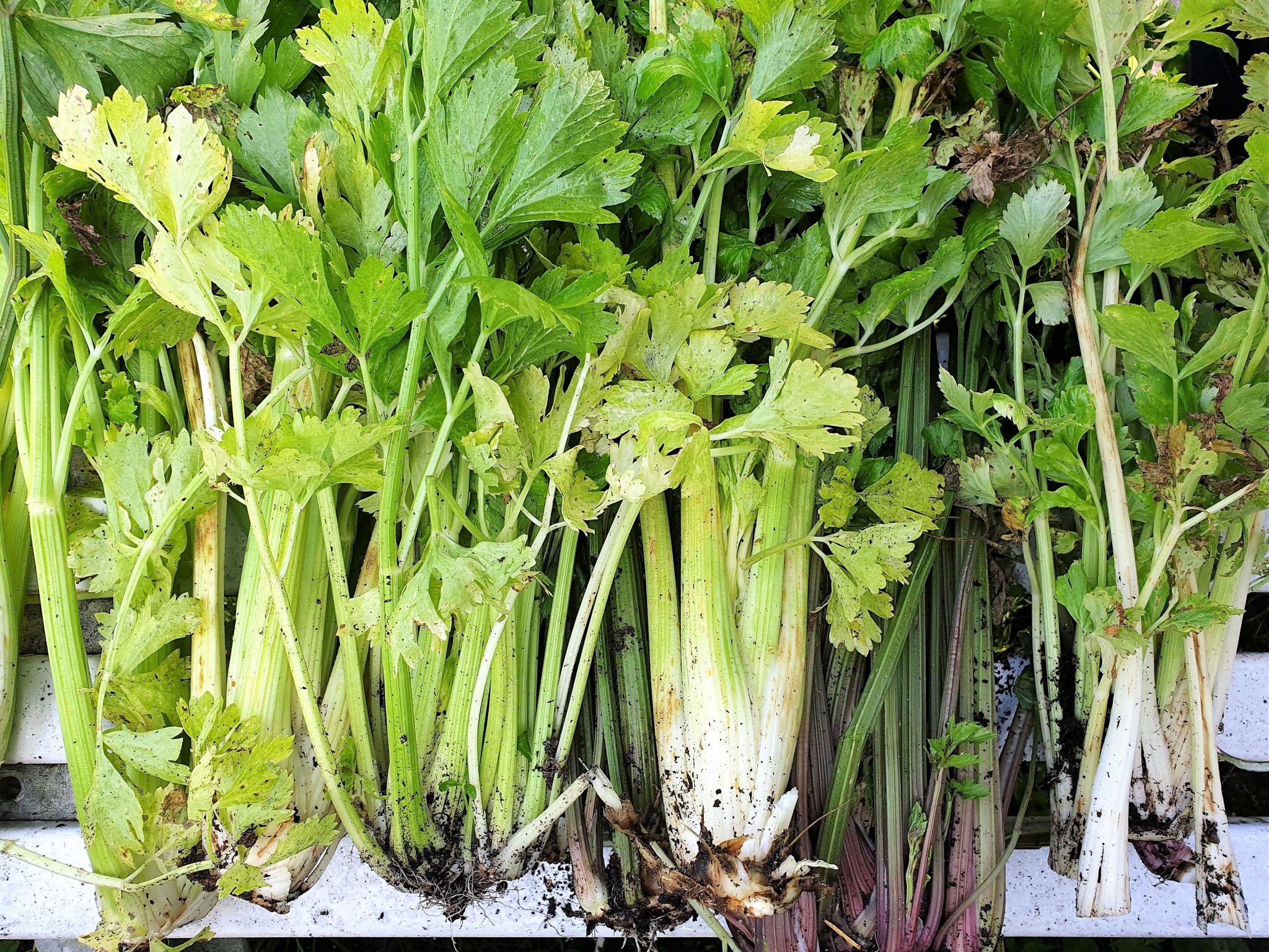 Bleekselderij - Diana's mooie moestuin