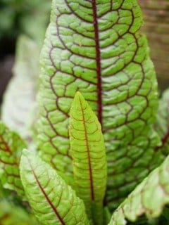 Bloedzuring - Diana's mooie moestuin