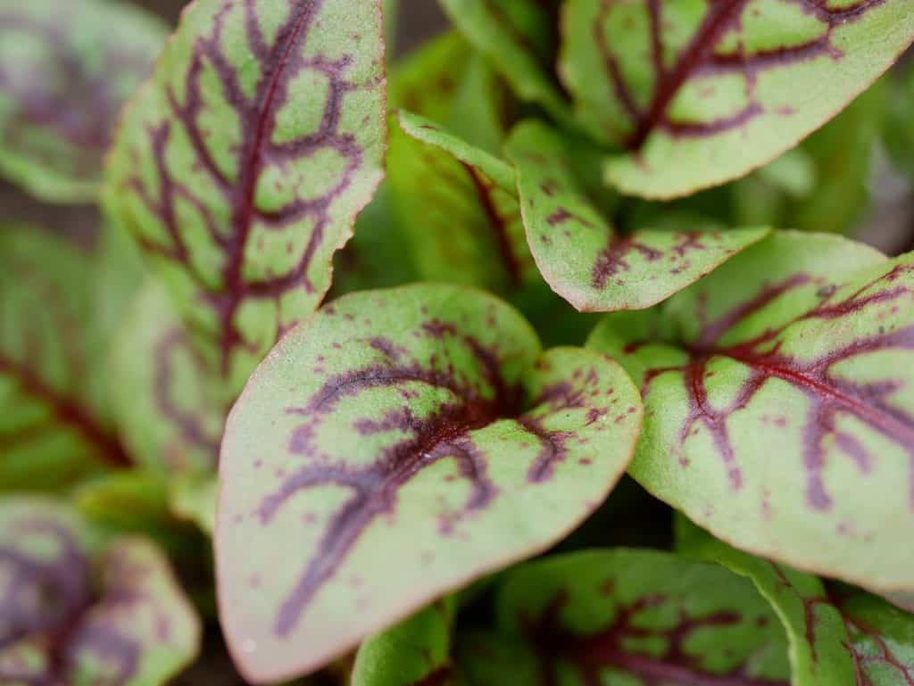 Bloedzuring - Diana's mooie moestuin