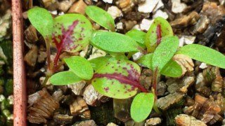Bloedzuring - Diana's mooie moestuin