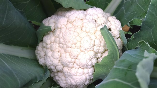 Bloemkool - Diana's mooie moestuin