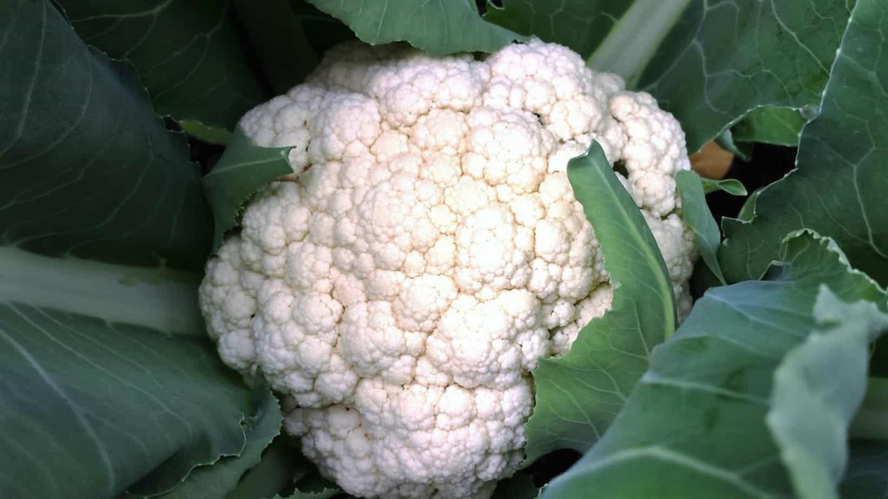 Bloemkool - Diana's mooie moestuin