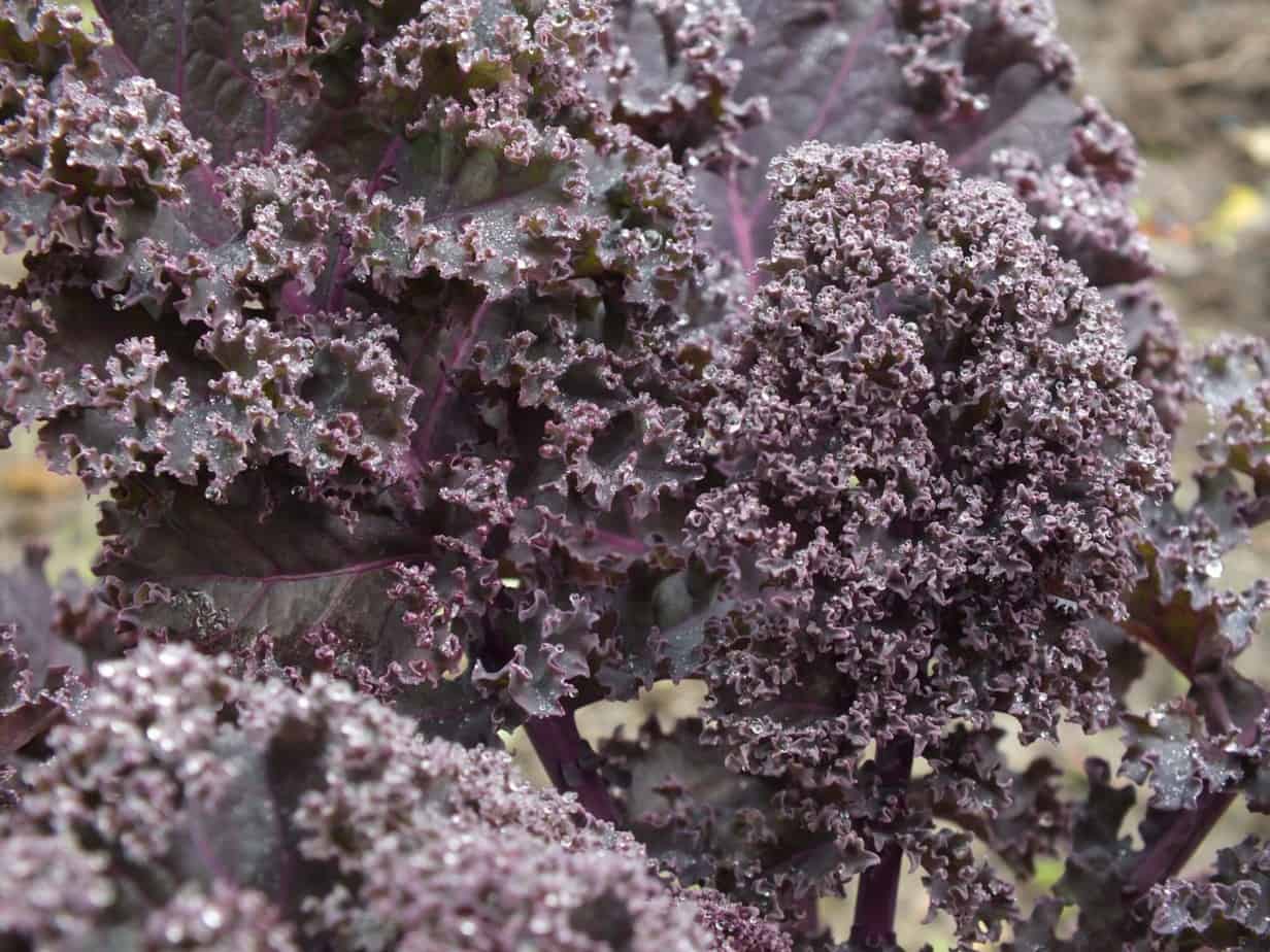 Boerenkool - Diana's mooie moestuin