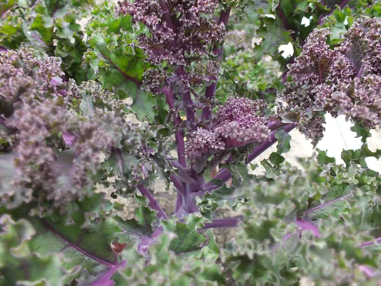 Boerenkool - Diana's mooie moestuin