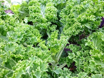 Boerenkool | Diana's mooie moestuin