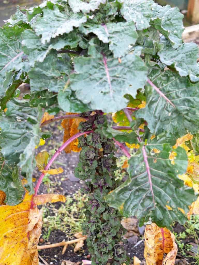 Boerenkoolspruitjes - Diana's mooie moestuin