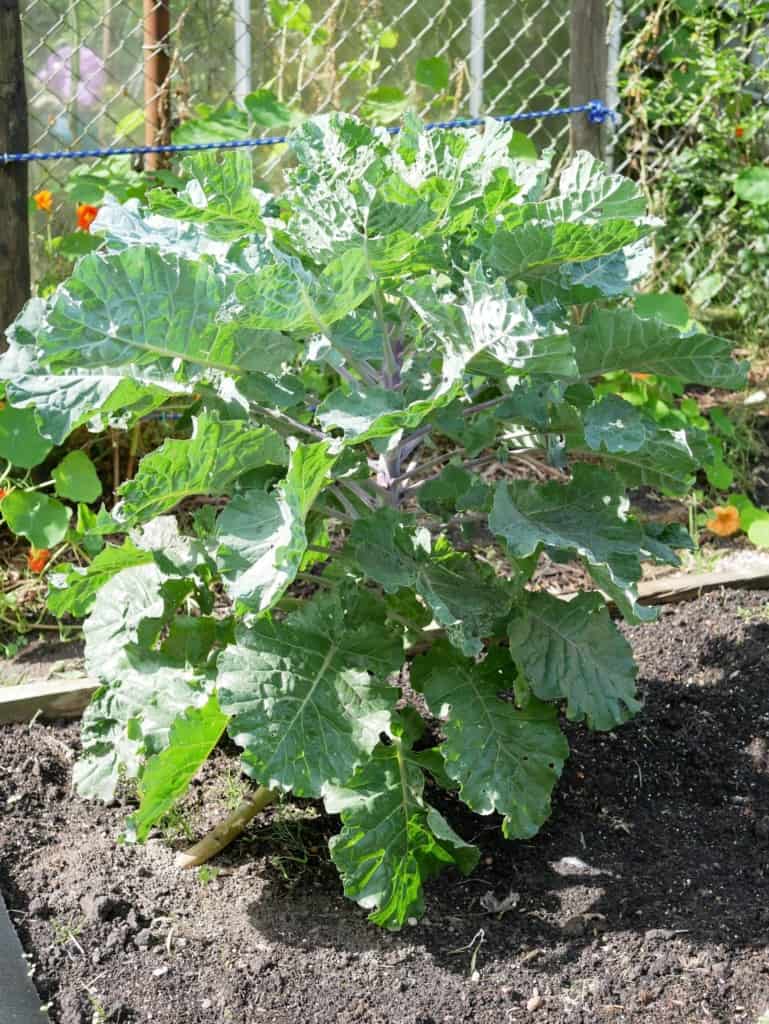 Boerenkoolspruitjes - Diana's mooie moestuin