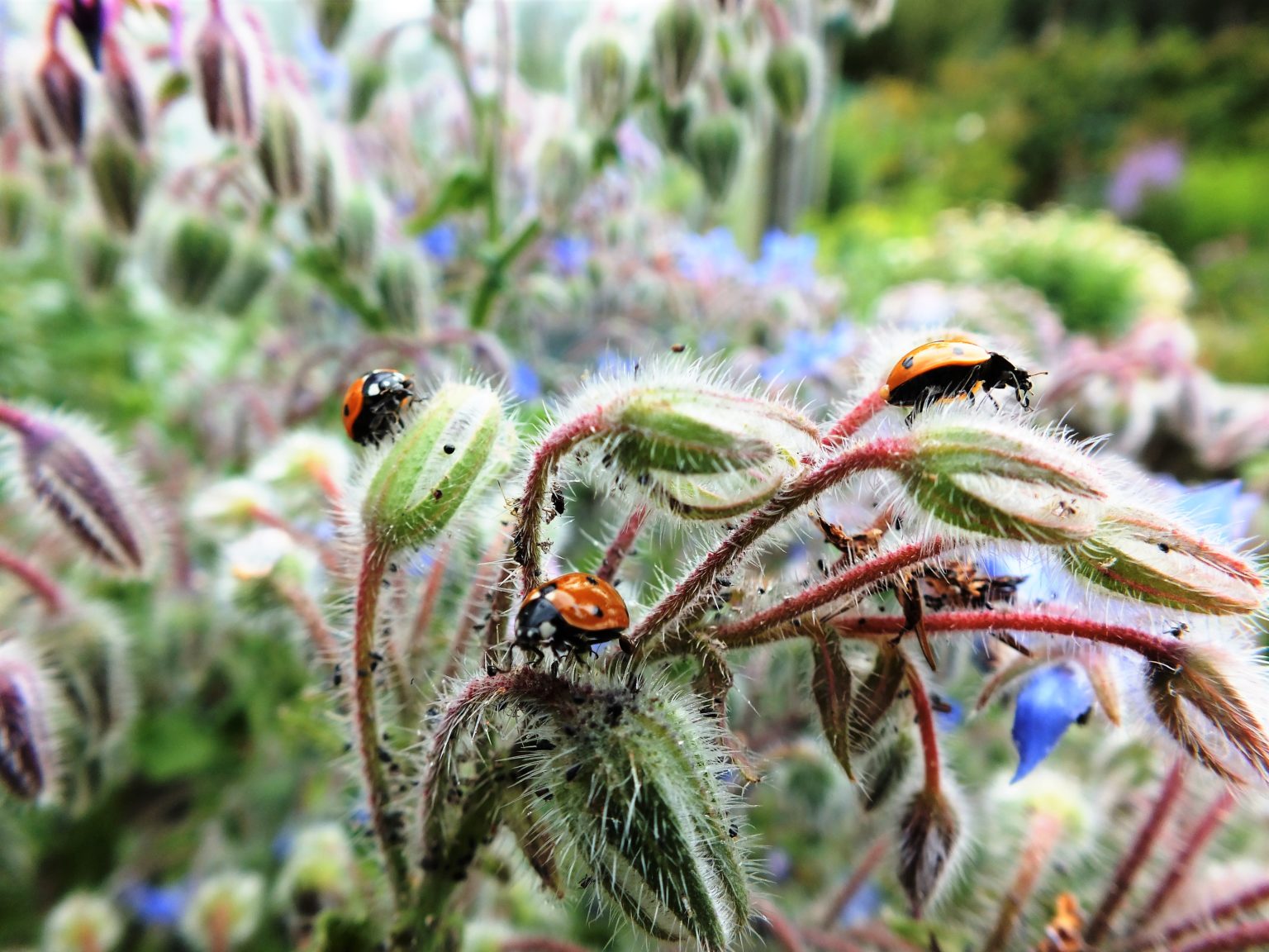 Luizen - Diana's mooie moestuin
