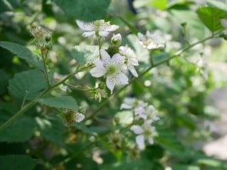 Braam en Braamboos - Diana's mooie moestuin