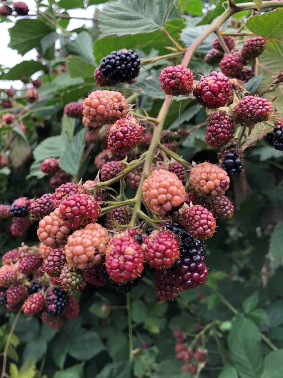 Braam en Braamboos - Diana's mooie moestuin