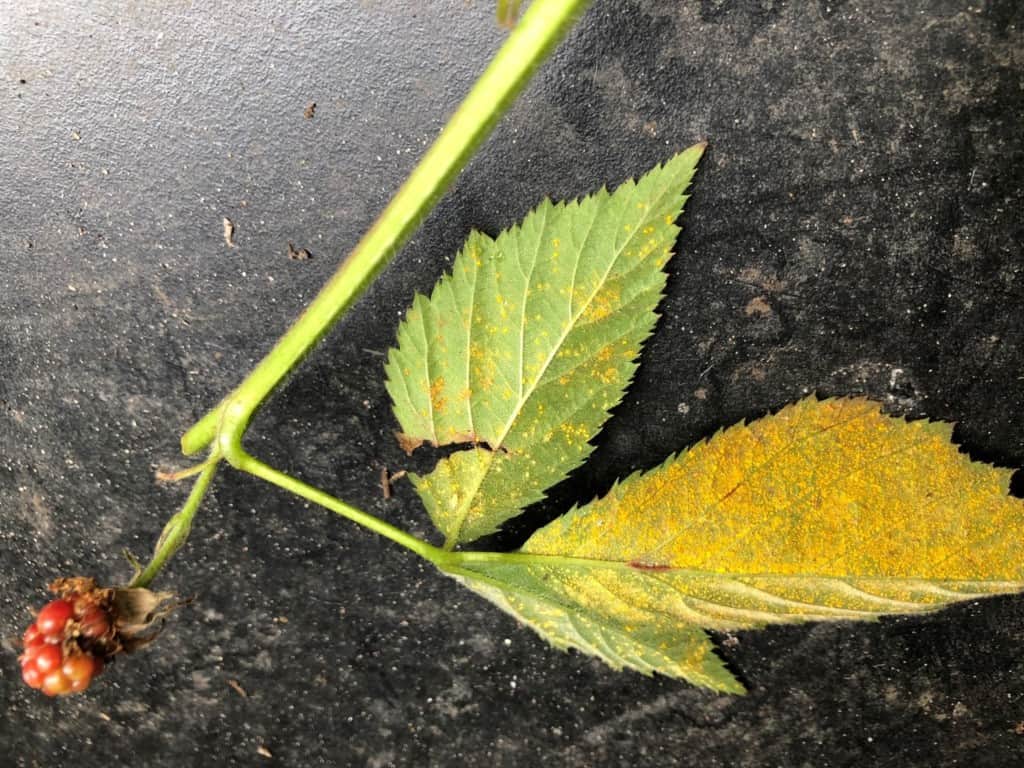 Braam en Braamboos - Diana's mooie moestuin