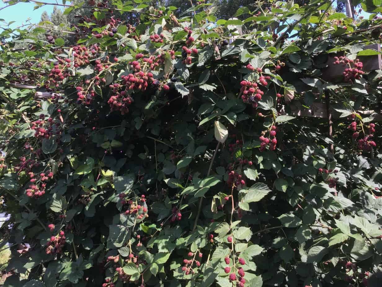 Braam en Braamboos - Diana's mooie moestuin