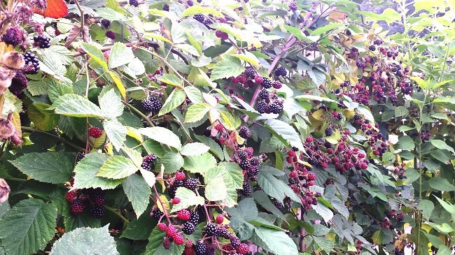 Braam en Braamboos - Diana's mooie moestuin