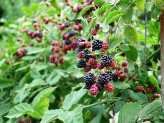 Braam en Braamboos - Diana's mooie moestuin