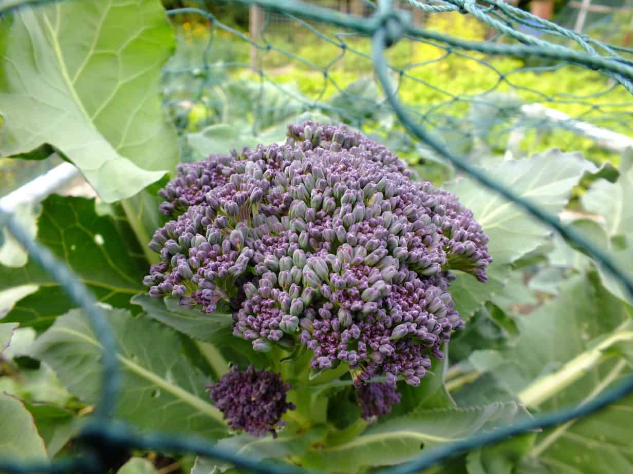 Broccoli - Diana's mooie moestuin