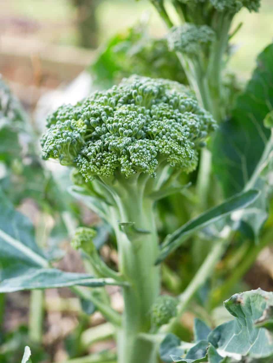 Broccoli - Diana's mooie moestuin