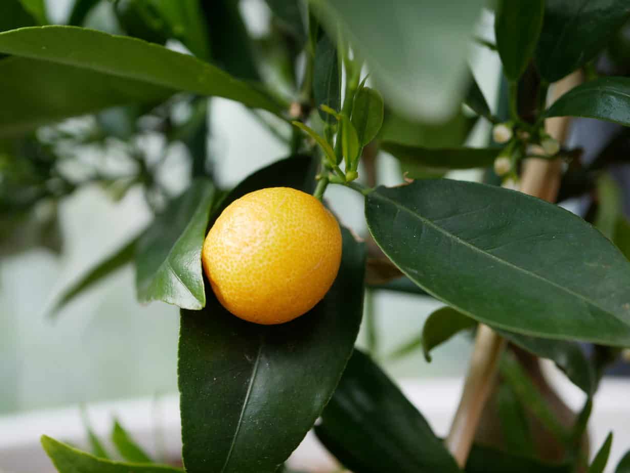 Calamondin - Diana's mooie moestuin