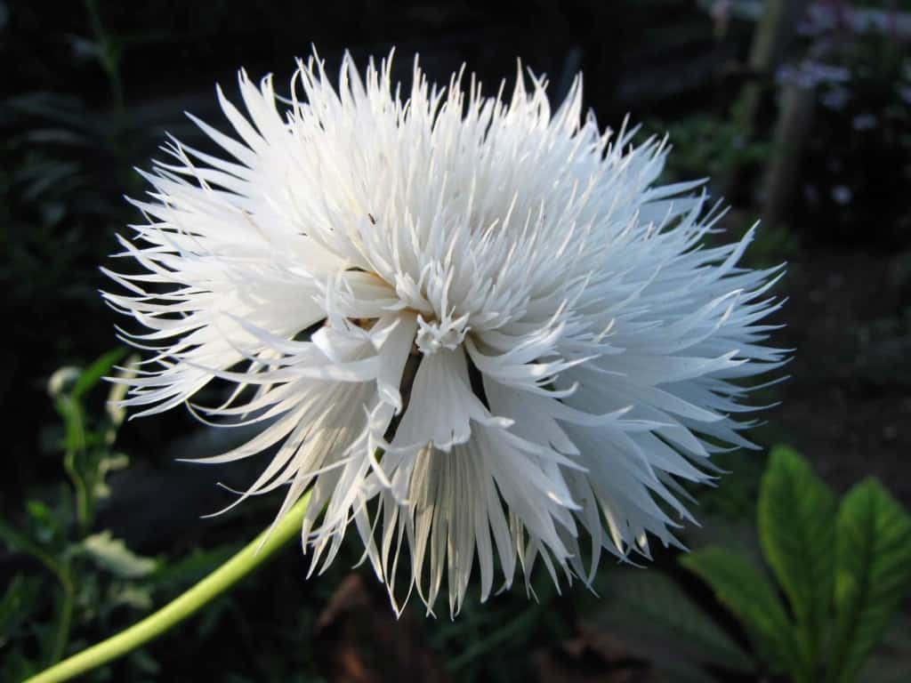 Centaurea - Diana's mooie moestuin