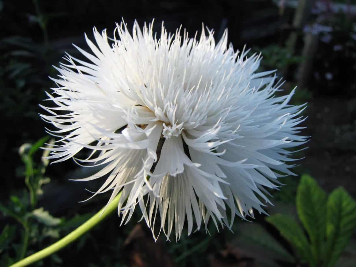 Centaurea - Diana's mooie moestuin