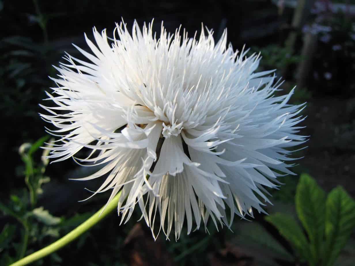 Centaurea - Diana's mooie moestuin
