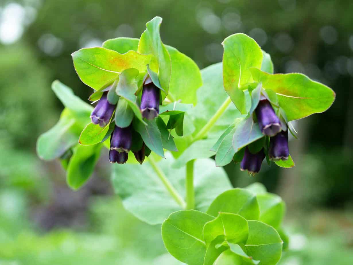 Cerinthe major - Diana's mooie moestuin