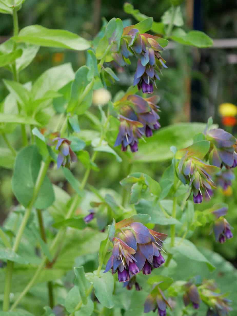 Cerinthe major - Diana's mooie moestuin