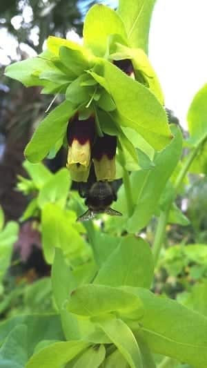 Cerinthe major - Diana's mooie moestuin