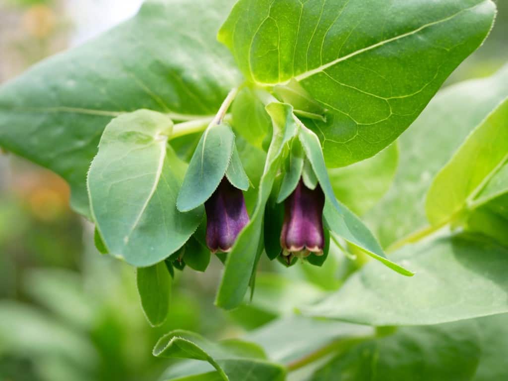 Cerinthe major - Diana's mooie moestuin