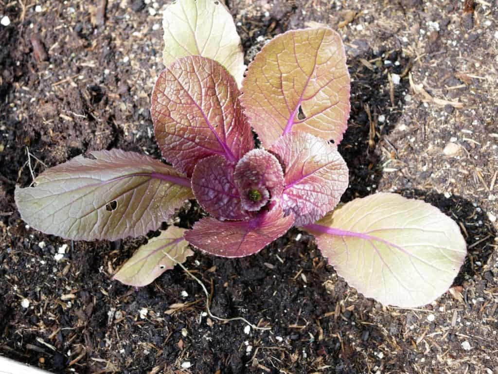 Chinese Kool - Diana's mooie moestuin