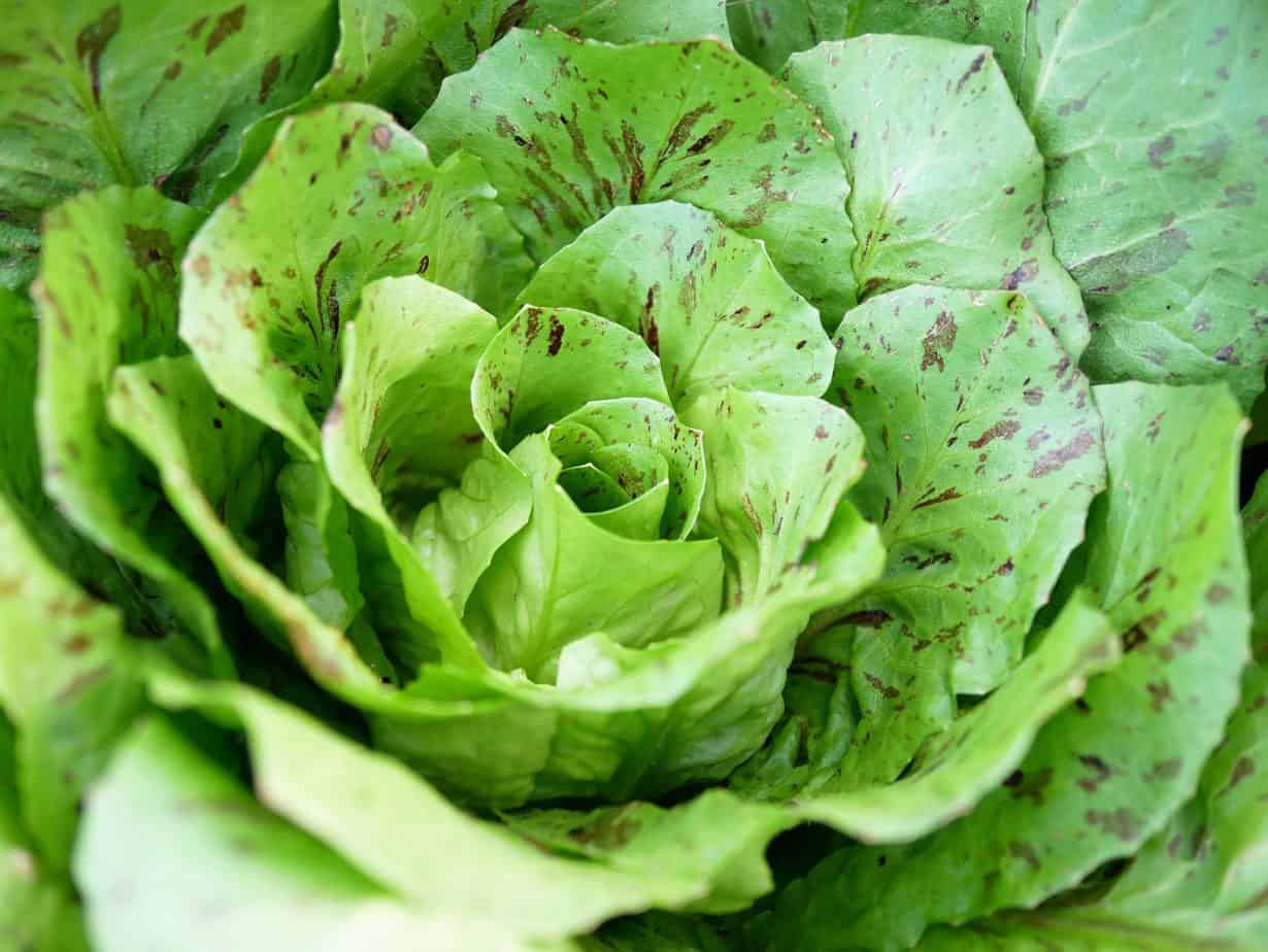 Nieuwe soorten - Diana's mooie moestuin