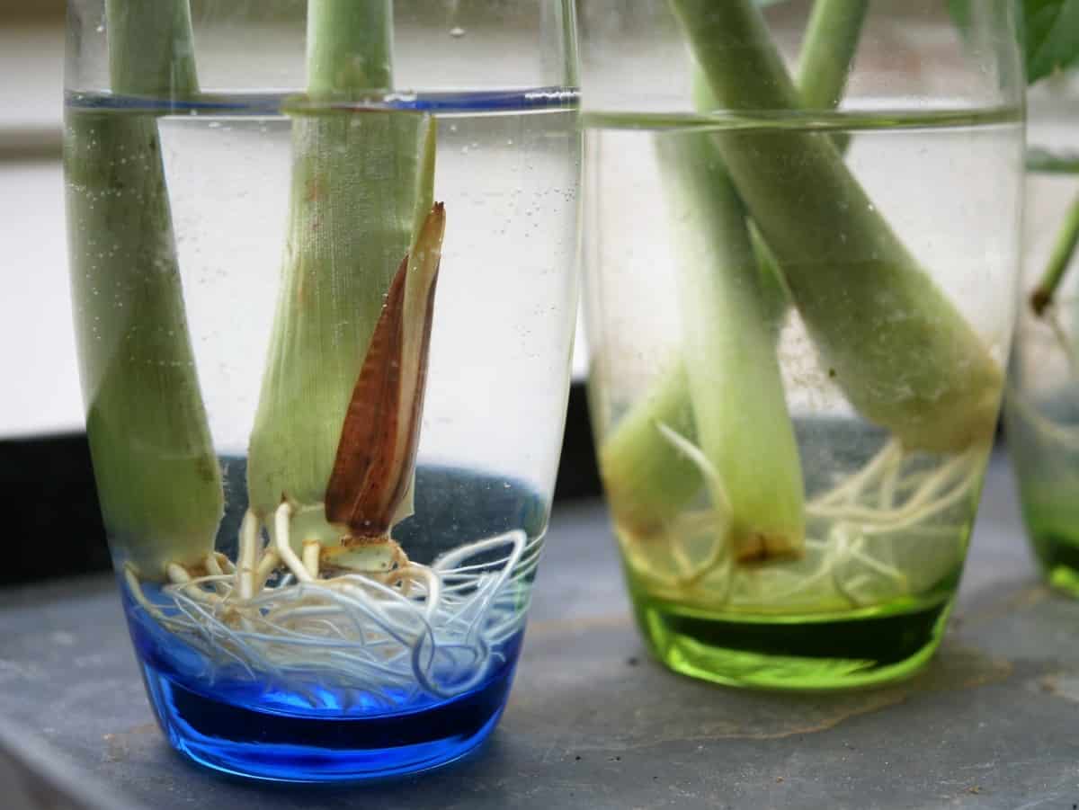 Stiekem - Diana's mooie moestuin