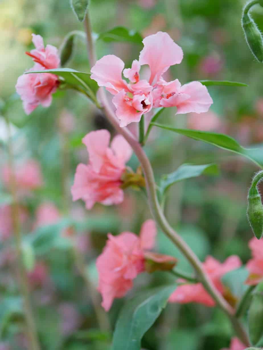 Clarkia unguiculata - Diana's mooie moestuin