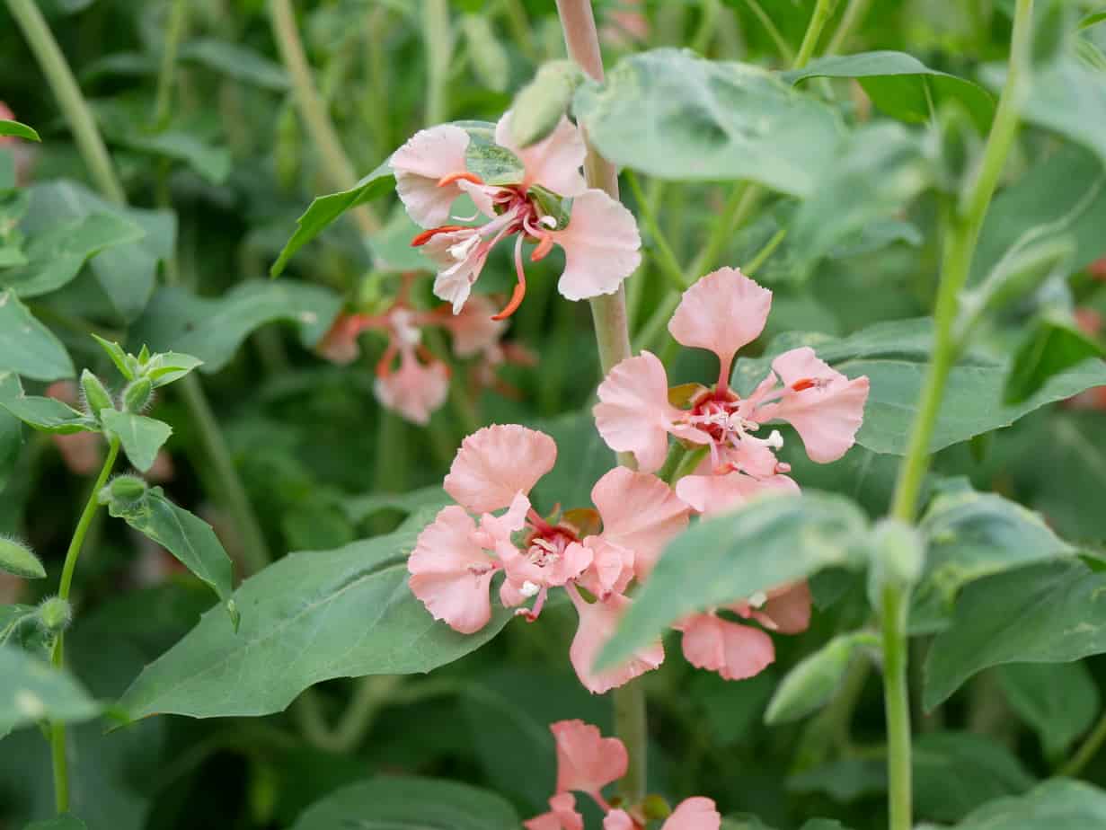 Clarkia unguiculata – Diana's mooie moestuin