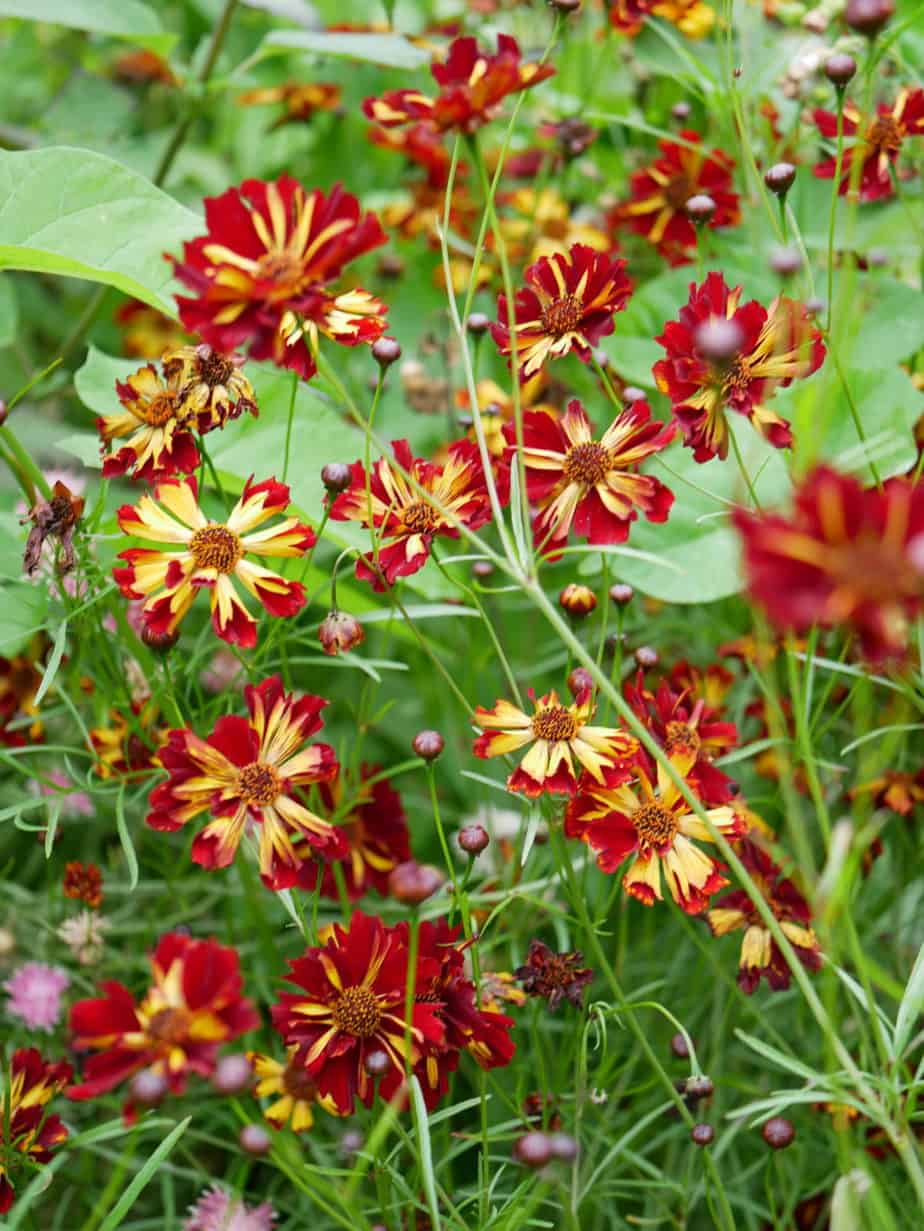 Coreopsis - Diana's mooie moestuin