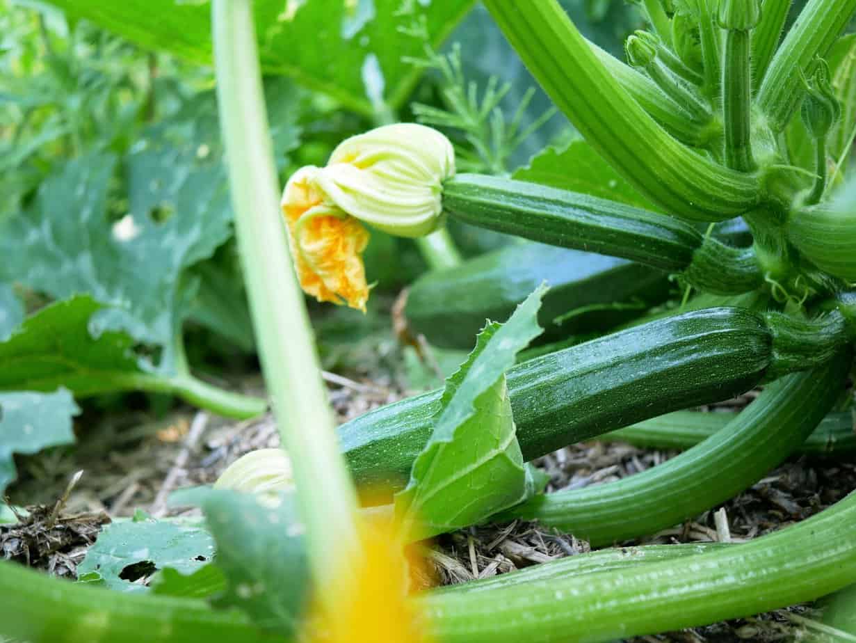 30 jaar courgettes - Diana's mooie moestuin