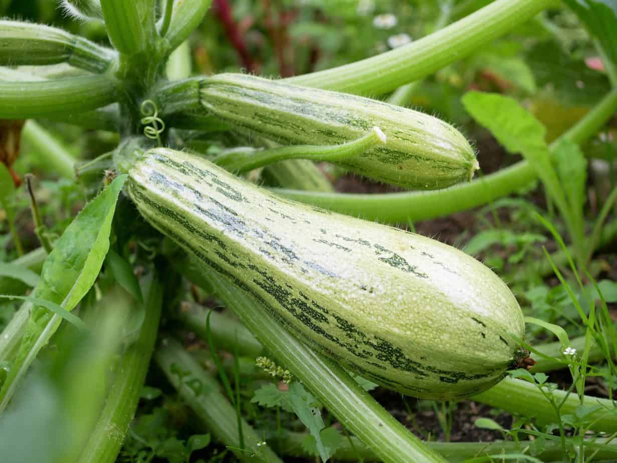 Courgette - Diana's mooie moestuin