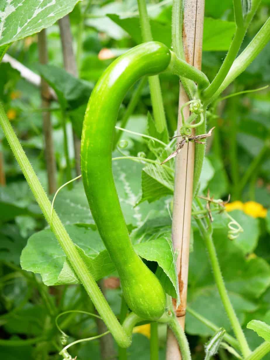 Courgette - Diana's mooie moestuin