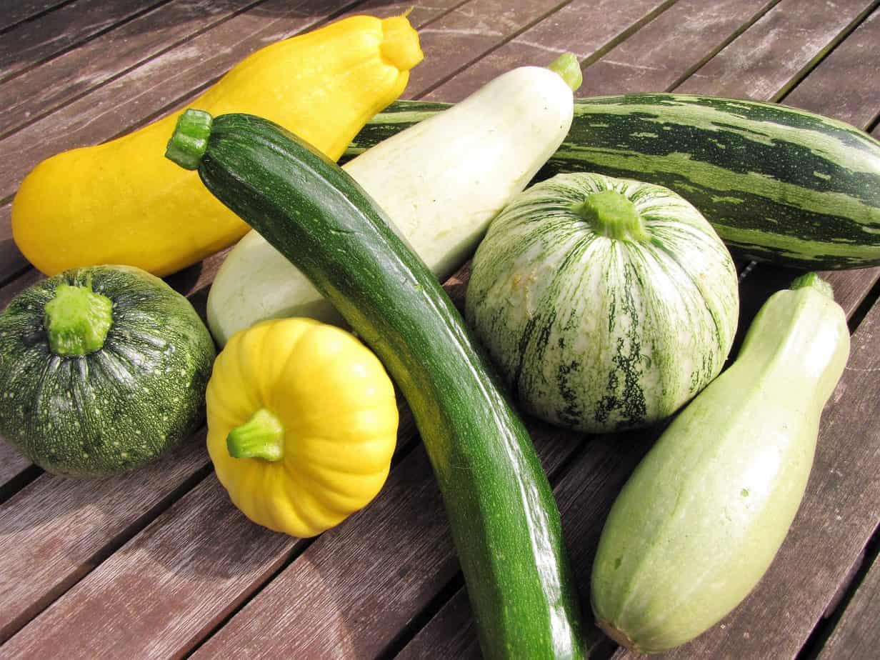 Courgette Diana s Mooie Moestuin Courgette Diana s Mooie Moestuin