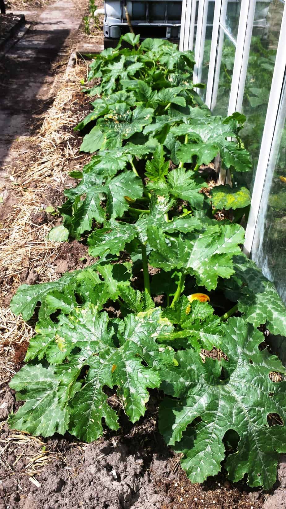 Courgettes en pompoenen in de mest - Diana's mooie moestuin