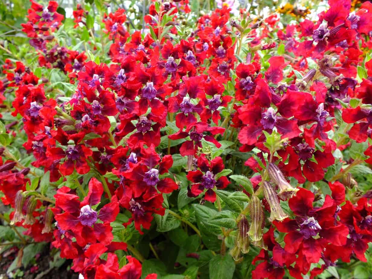 Cuphea - Diana's mooie moestuin