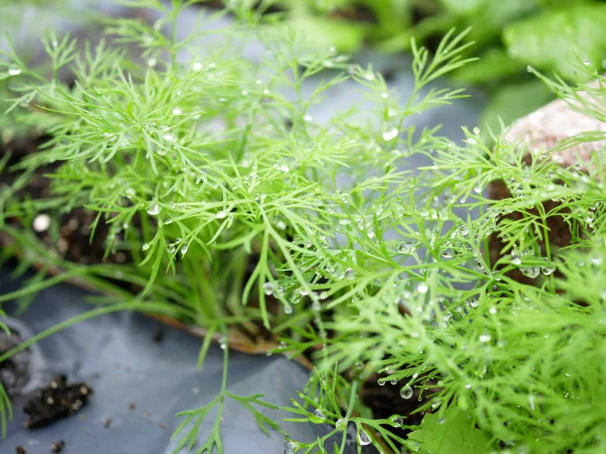 Dille - Diana's mooie moestuin