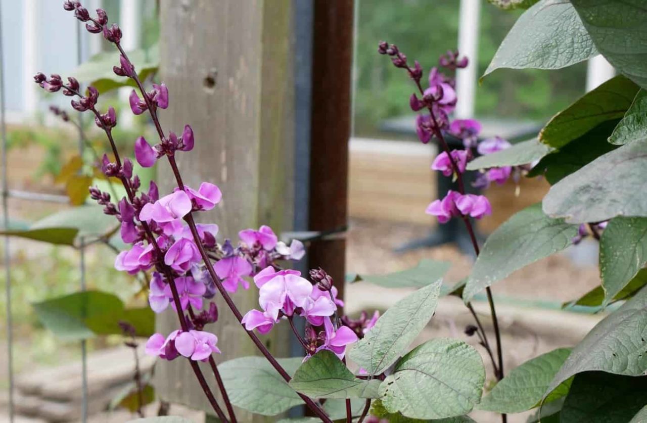 Dolichos lablab - Diana's mooie moestuin