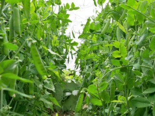 Blijmoedig - Diana's mooie moestuin