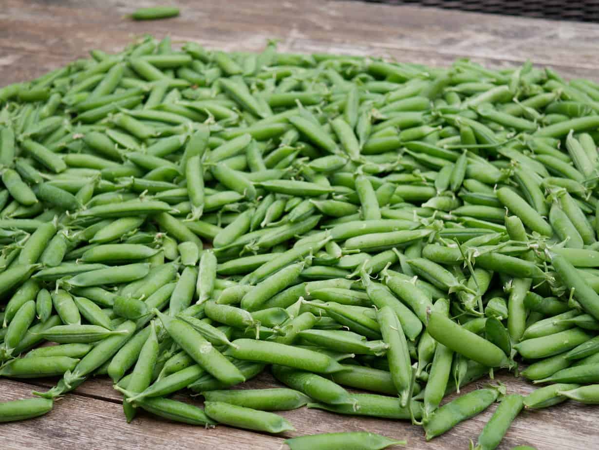 Peul en erwt - Diana's mooie moestuin