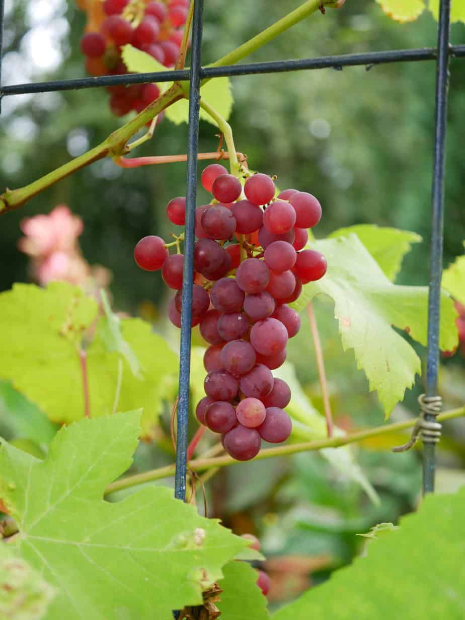 Plaatjes - Diana's mooie moestuin