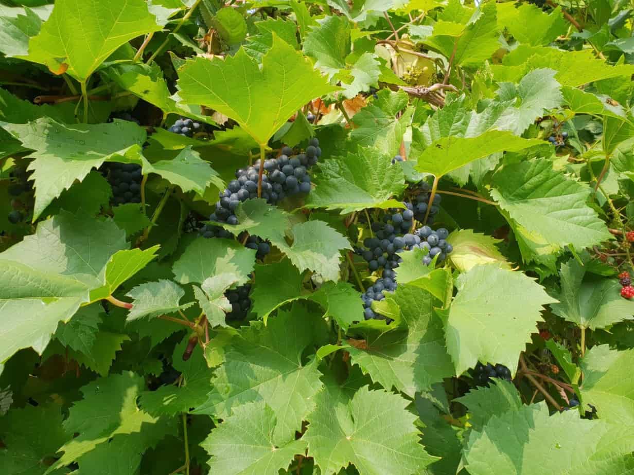 Jam & Gelei - Diana's mooie moestuin